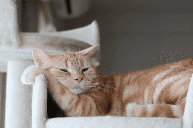 Insurance for Cats and Kittens | Felix Cat Insurance